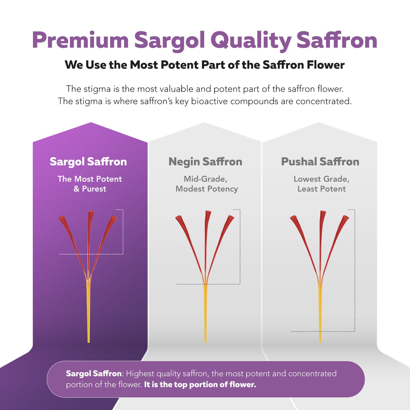 SaffronRX: Saffron Extract – Triquetra™
